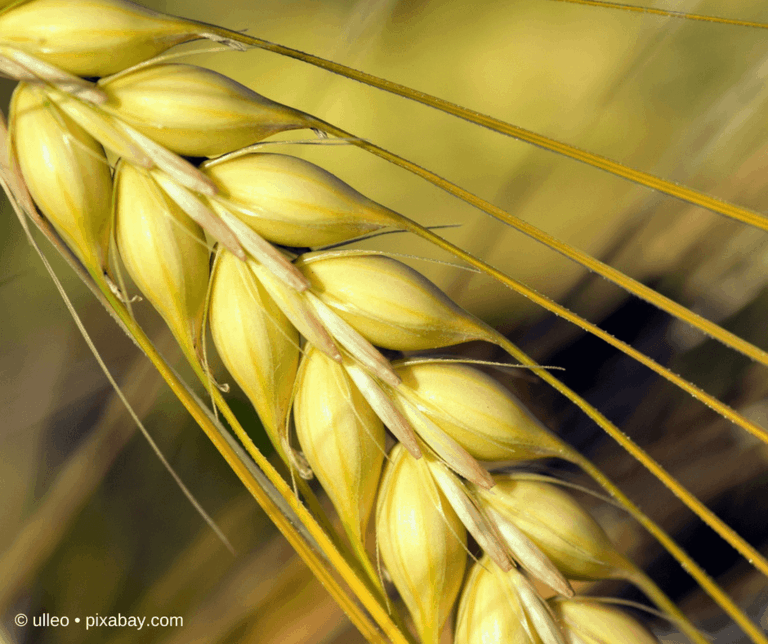 Gerstenmalz, Gott erhalt's - Gerste, ein Lebensmittelsteckbrief ...